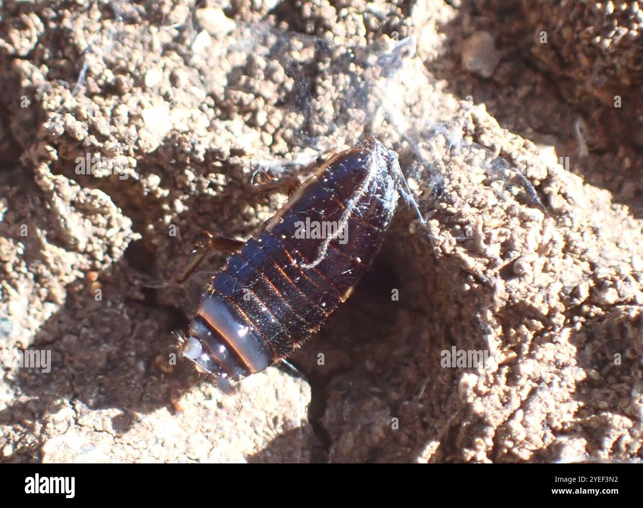 lobe-winged cockroach (Loboptera decipiens Stock Photo - Alamy