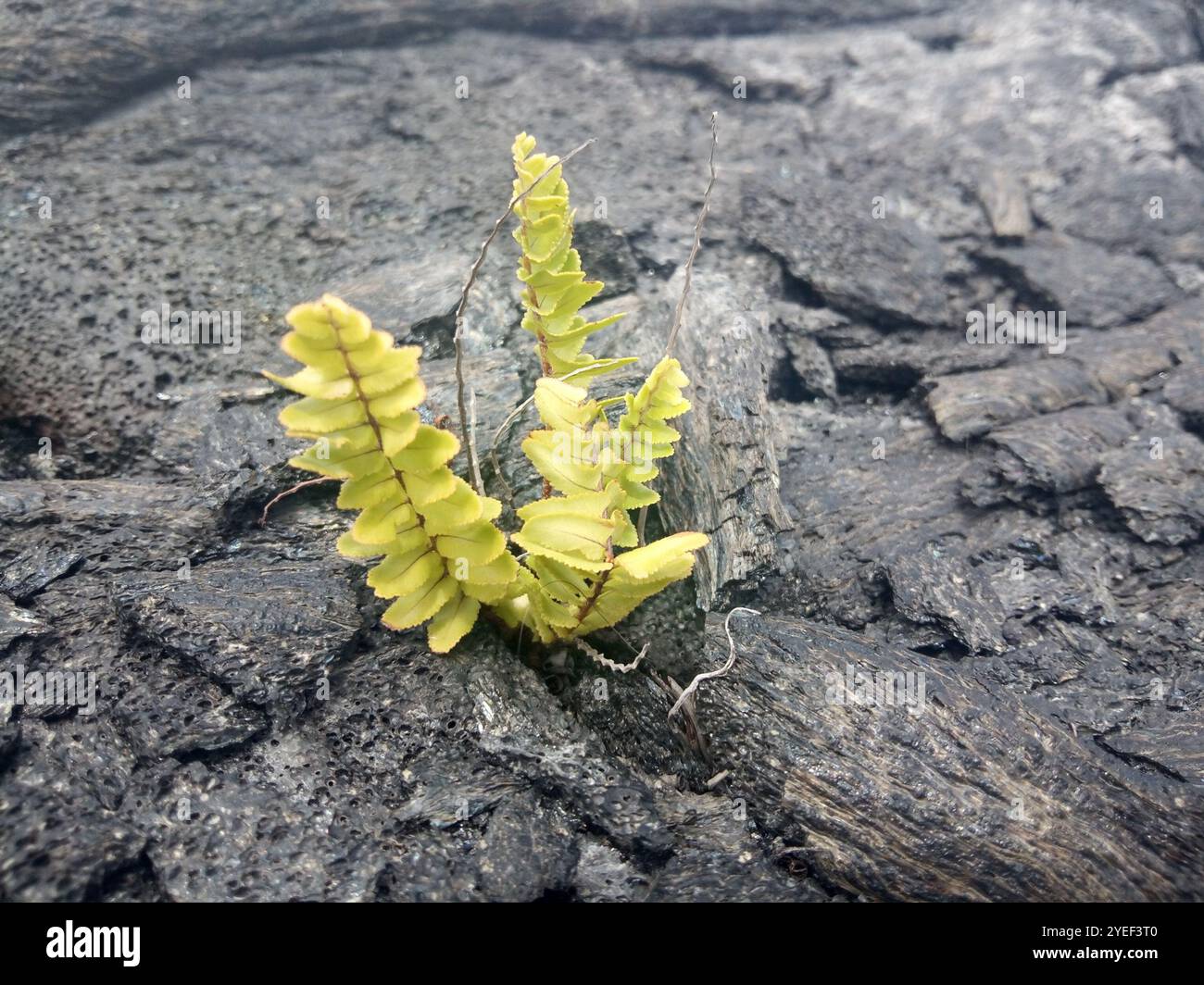 Fishbone Fern (Nephrolepis cordifolia Stock Photo - Alamy