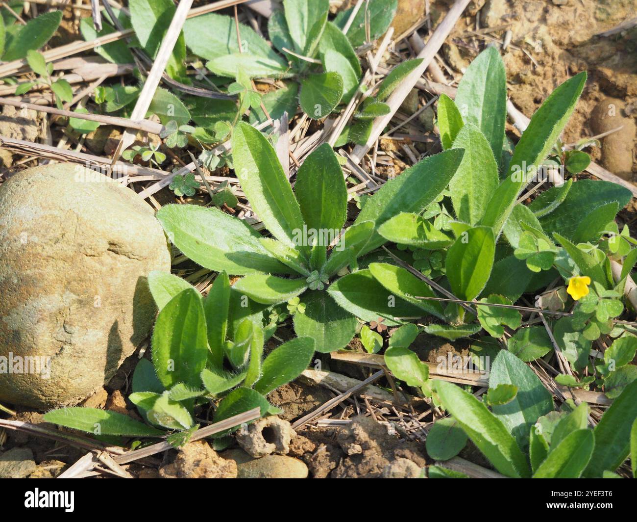 dwarf plantain (Plantago virginica Stock Photo - Alamy