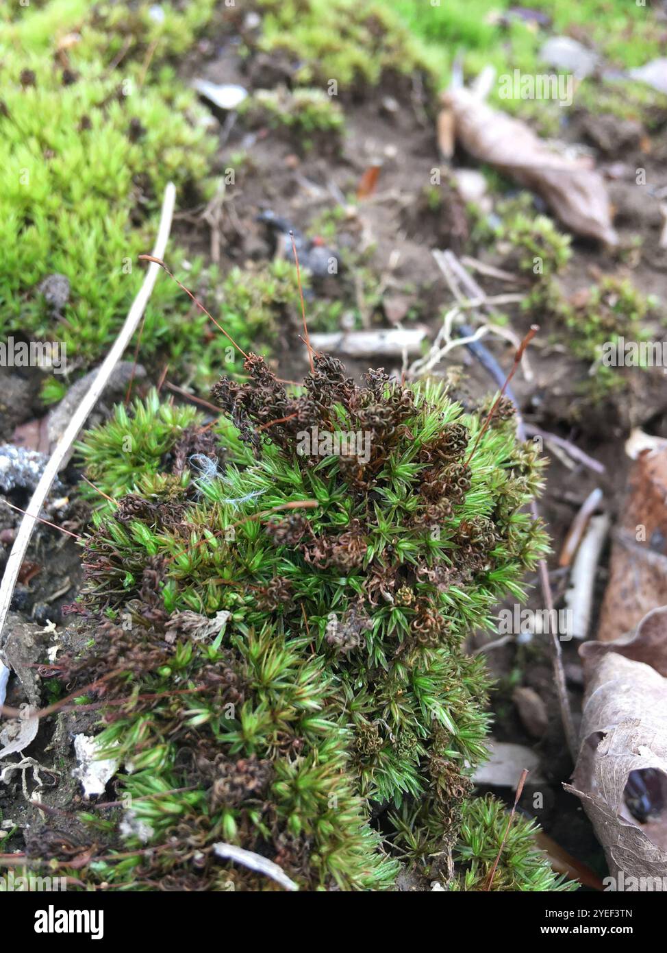 lesser smoothcap (Atrichum angustatum Stock Photo - Alamy