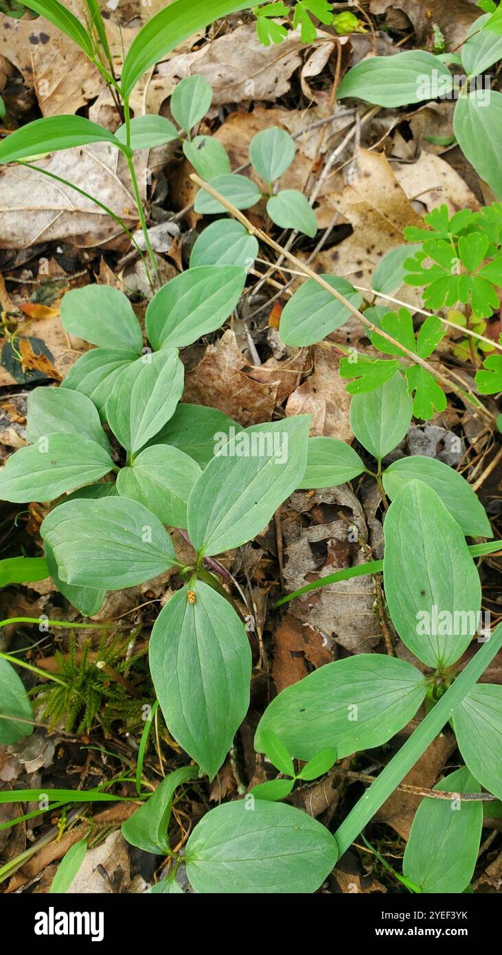 snow trillium (Trillium nivale Stock Photo - Alamy