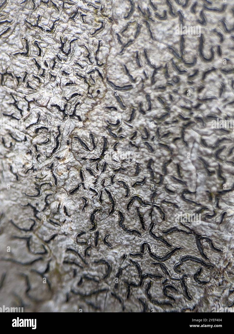 Common Script Lichen (Graphis scripta Stock Photo - Alamy