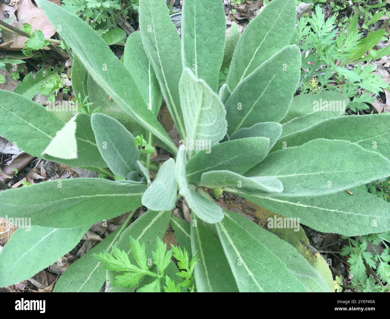 great mullein (Verbascum thapsus Stock Photo - Alamy