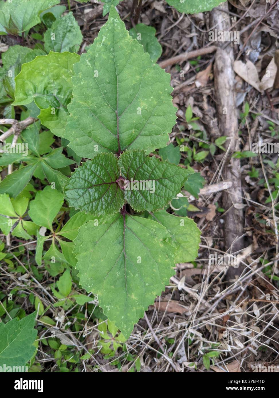 nettle family (Urticaceae Stock Photo - Alamy