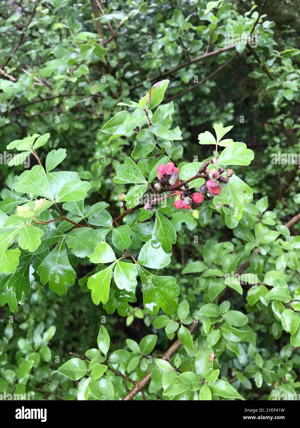 fragrant sumac (Rhus aromatica Stock Photo - Alamy
