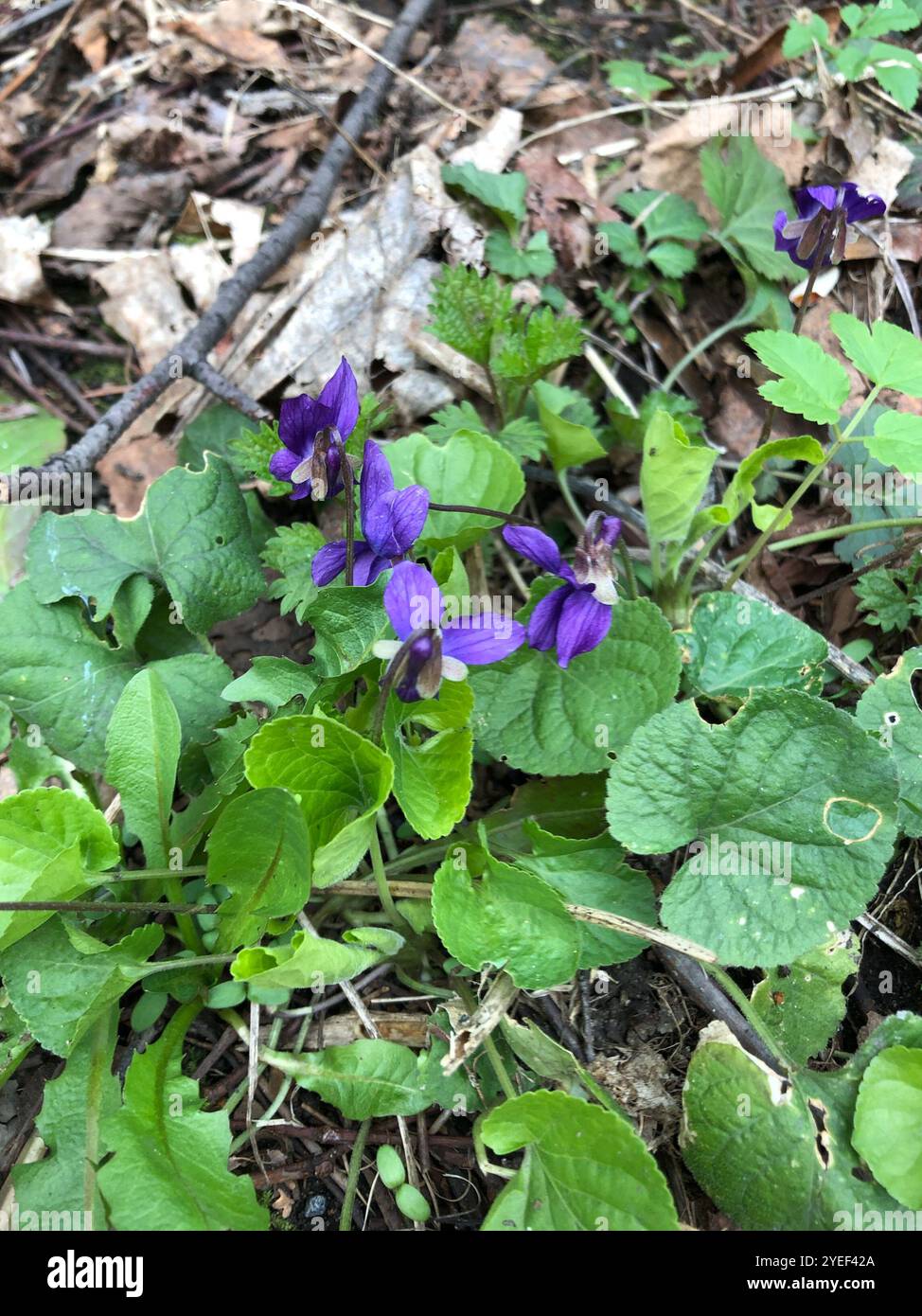 Sweet violet (Viola odorata Stock Photo - Alamy
