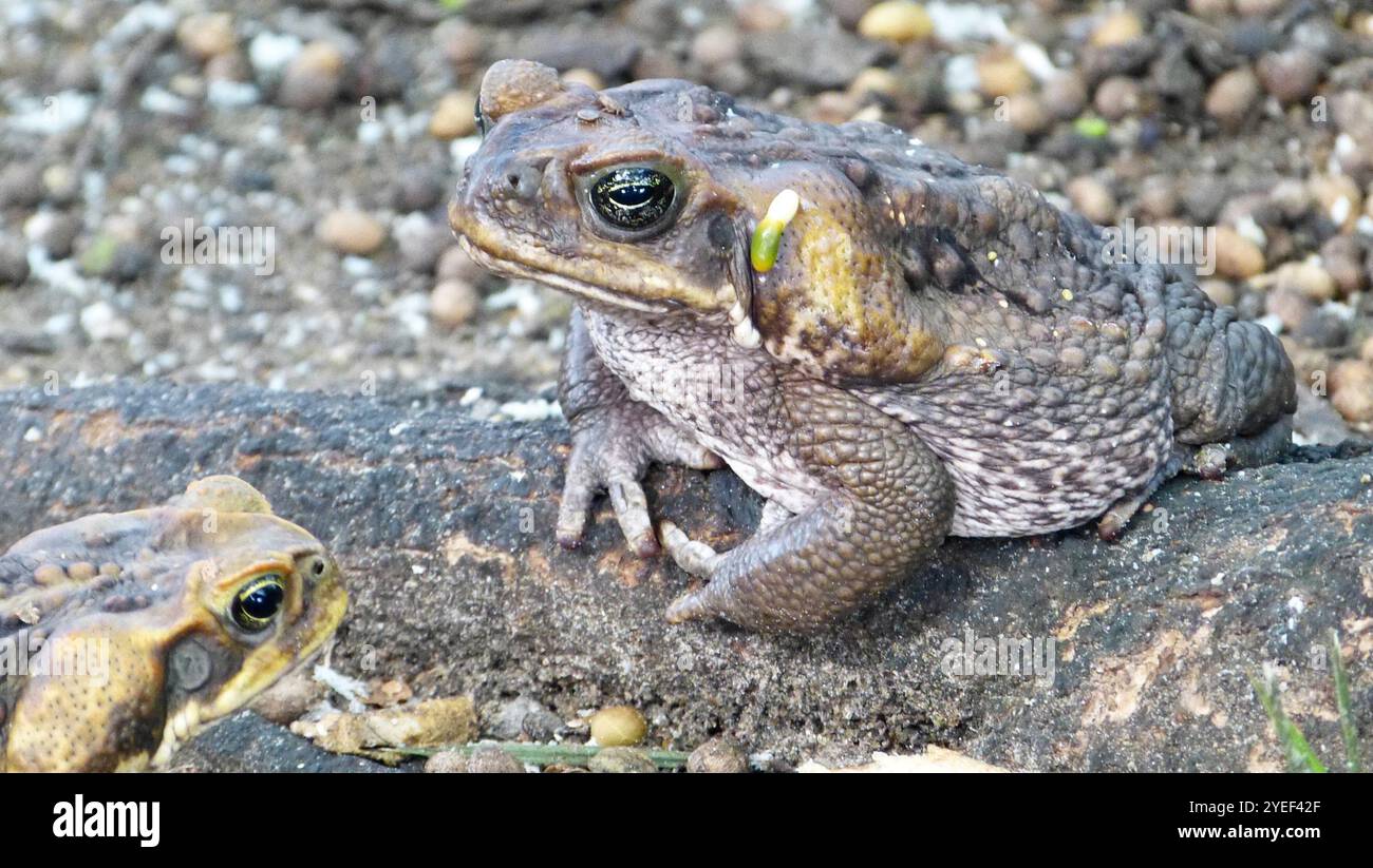 Cane Toad (Rhinella marina Stock Photo - Alamy