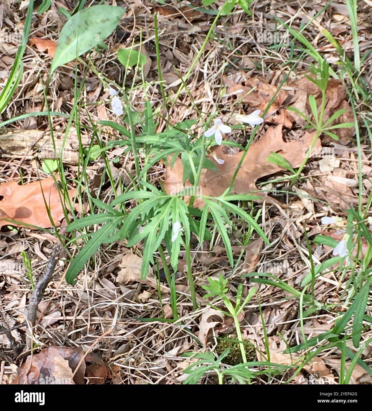 cut-leaved toothwort (Cardamine concatenata Stock Photo - Alamy