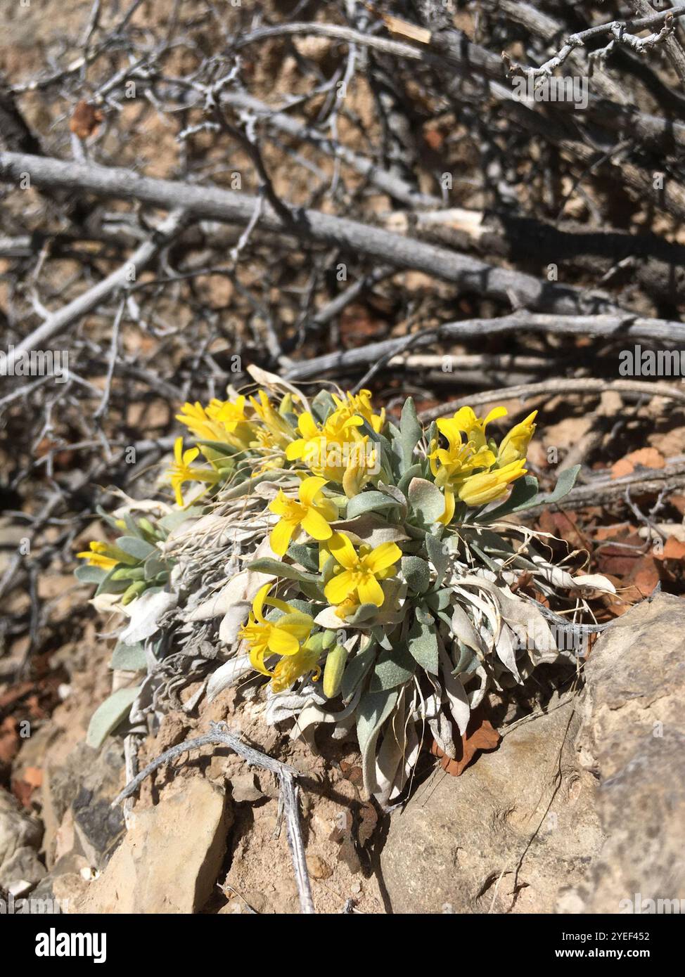 (Physaria newberryi yesicola Stock Photo - Alamy