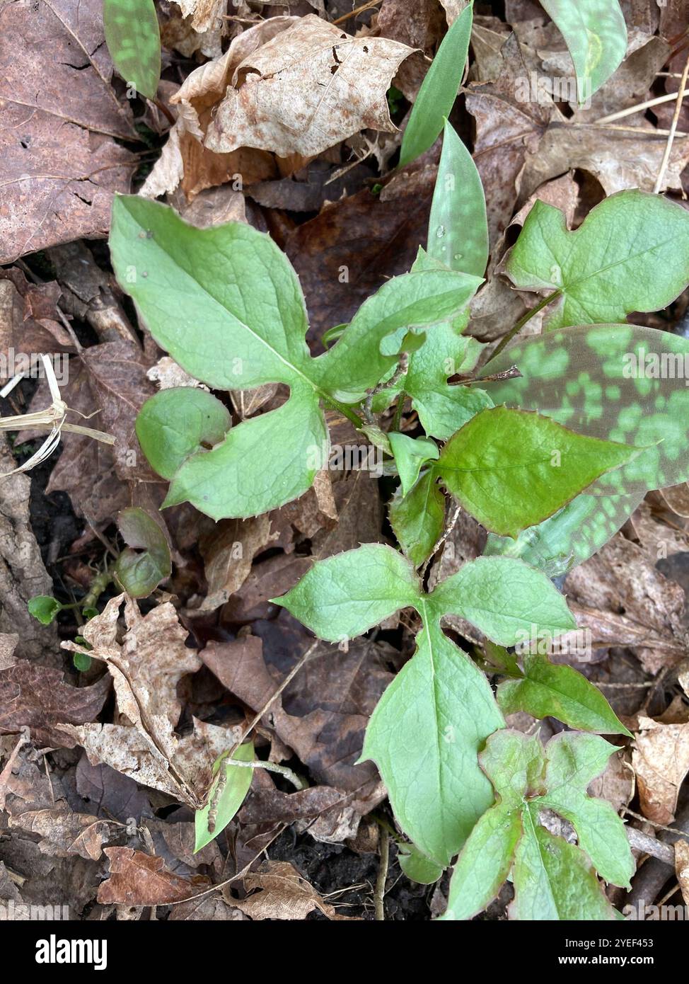 rattlesnake roots (Nabalus Stock Photo - Alamy