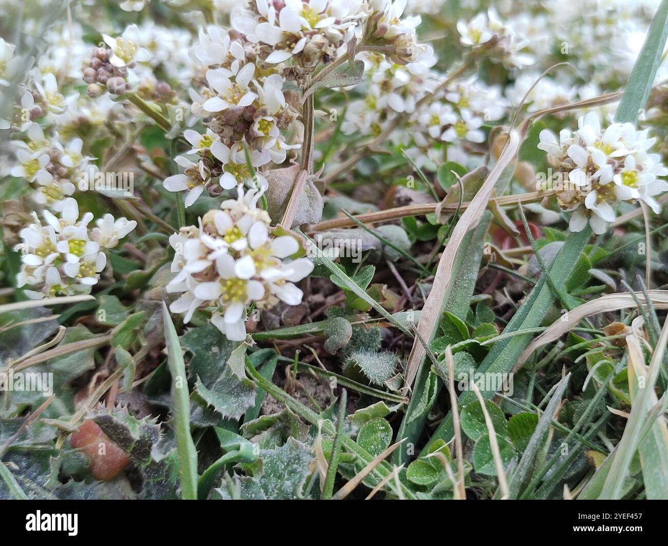Danish Scurvy-grass (Cochlearia danica Stock Photo - Alamy
