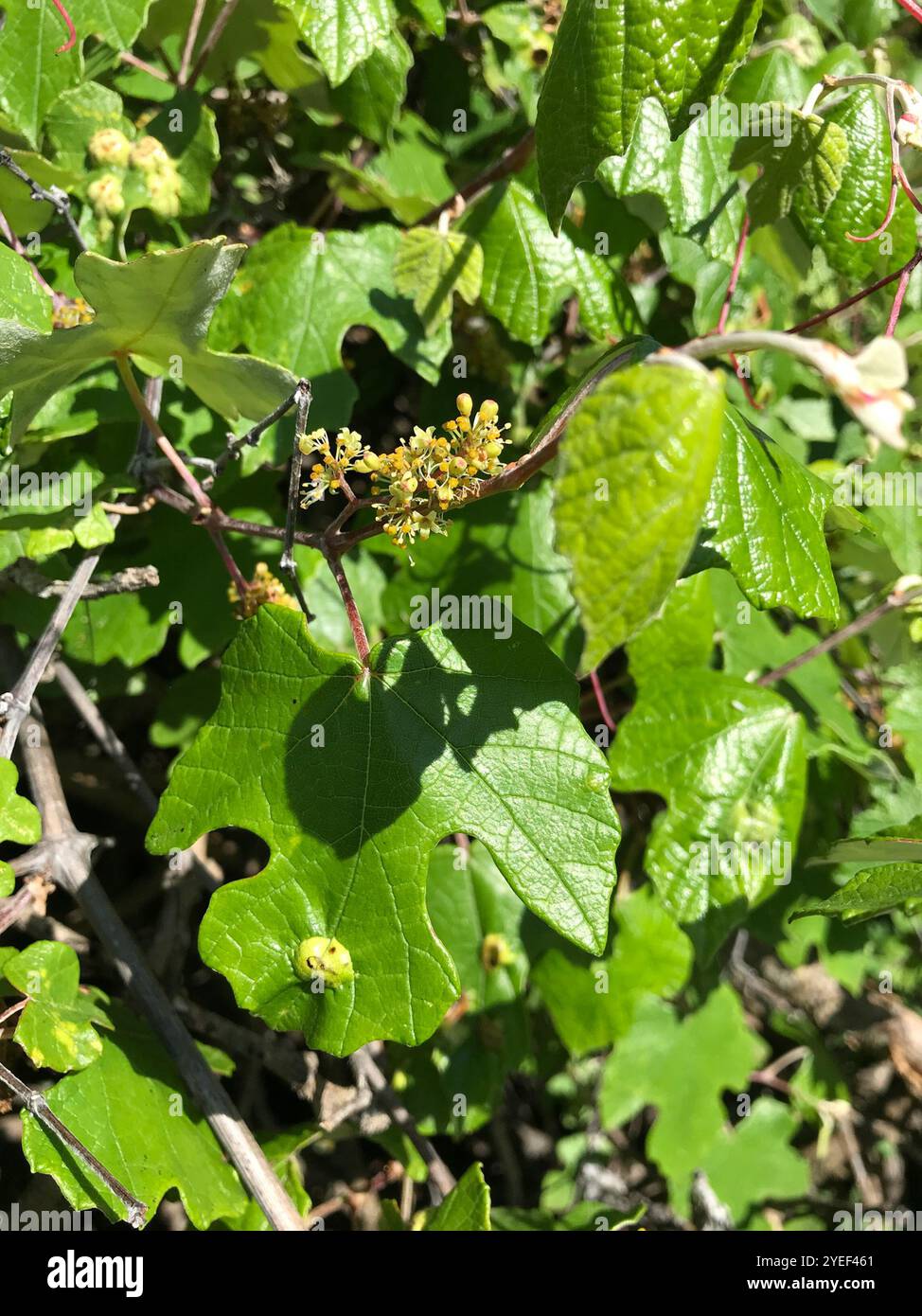 mustang grape (Vitis mustangensis Stock Photo - Alamy
