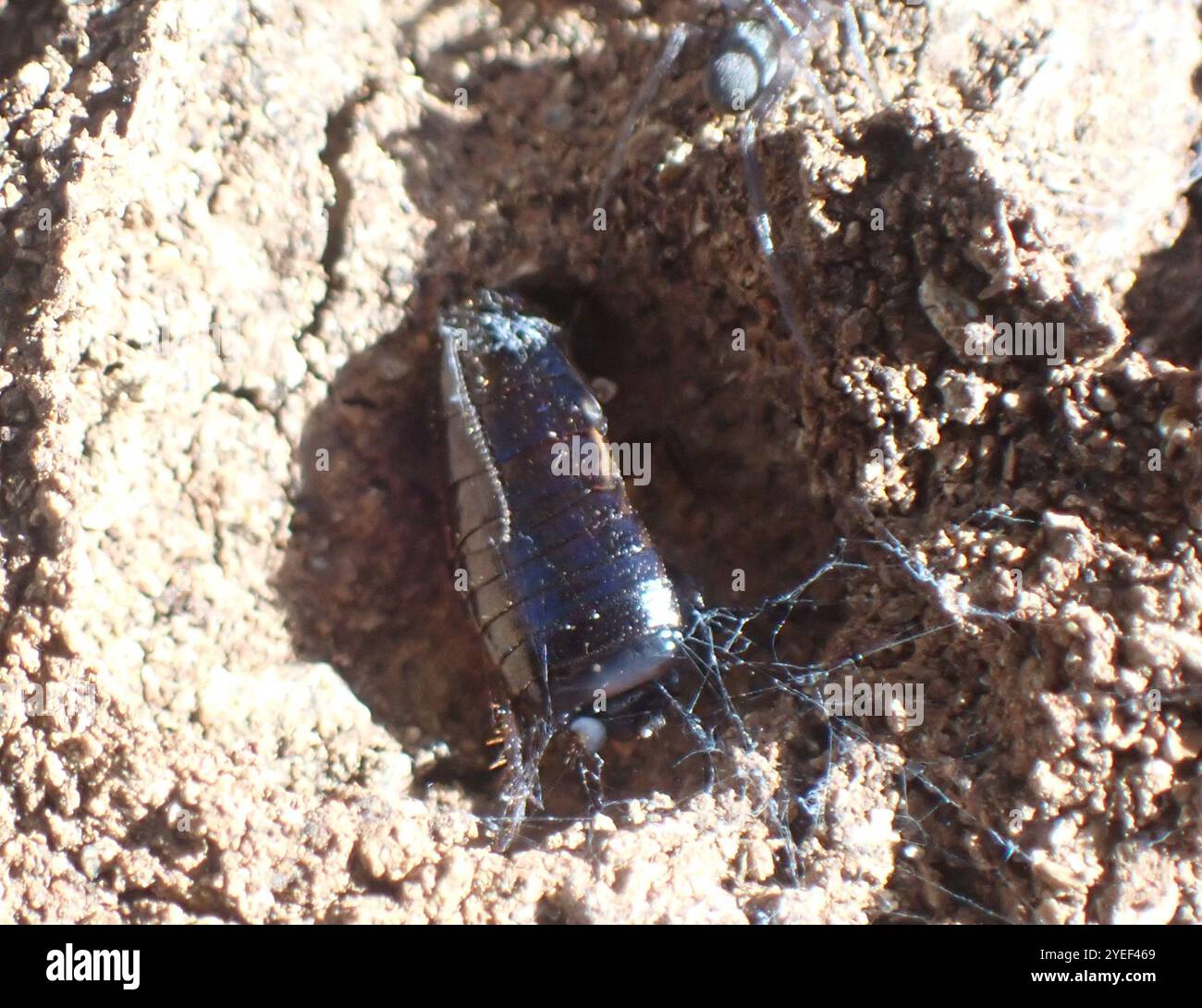 lobe-winged cockroach (Loboptera decipiens Stock Photo - Alamy