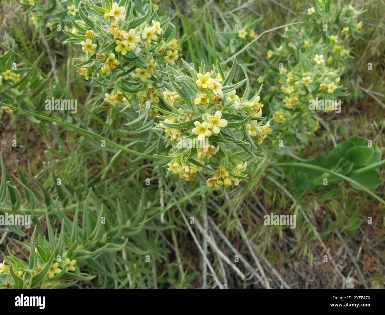 western stoneseed (Lithospermum ruderale Stock Photo - Alamy