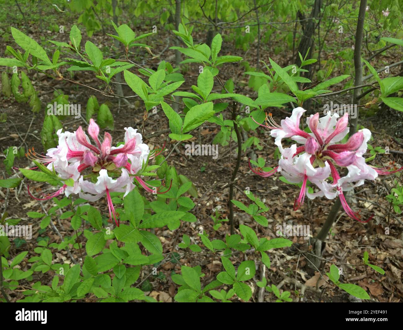 Pinxter Flower (Rhododendron periclymenoides Stock Photo - Alamy