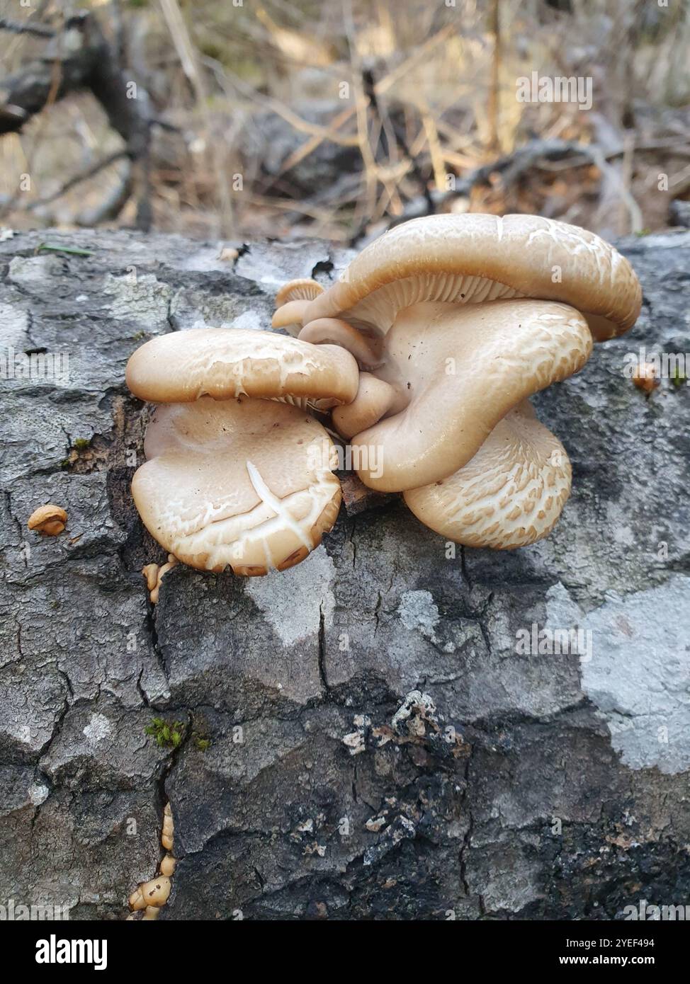 Oyster Mushroom (Pleurotus ostreatus Stock Photo - Alamy
