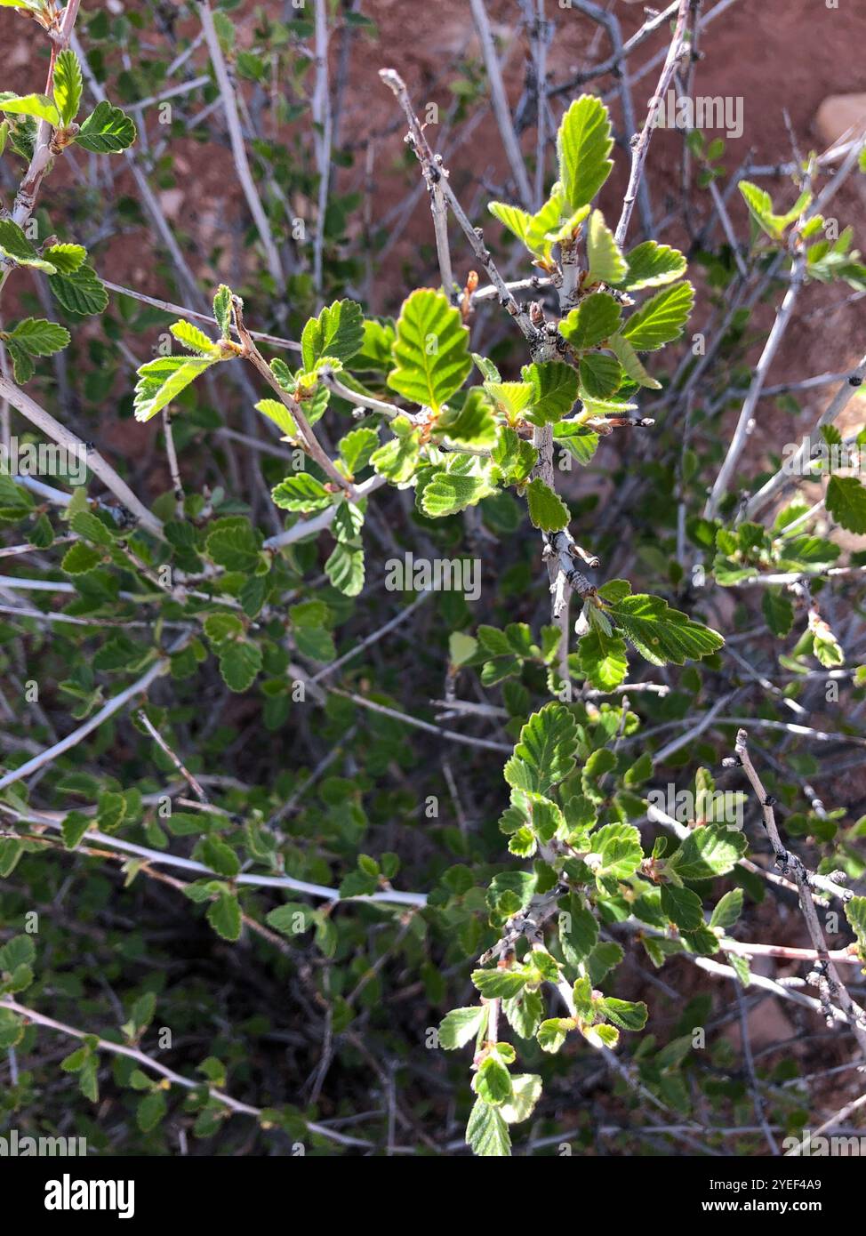 Alderleaf Mountain Mahogany (Cercocarpus montanus Stock Photo - Alamy