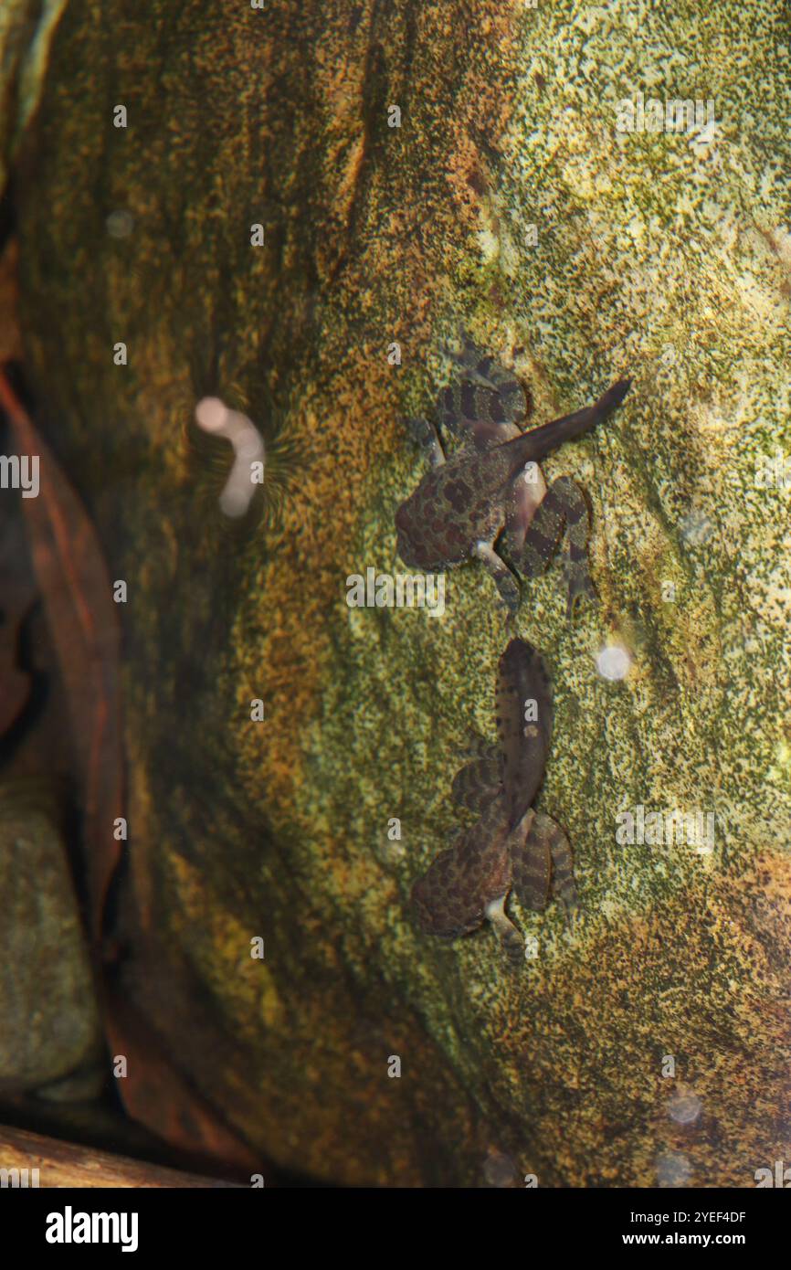 Cape Ghost frog (Heleophryne purcelli Stock Photo - Alamy