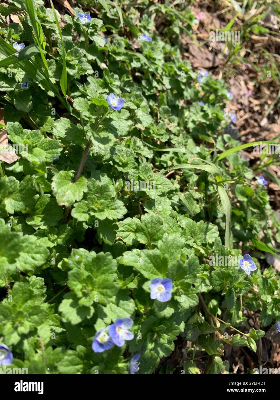 bird's-eye speedwell (Veronica persica Stock Photo - Alamy