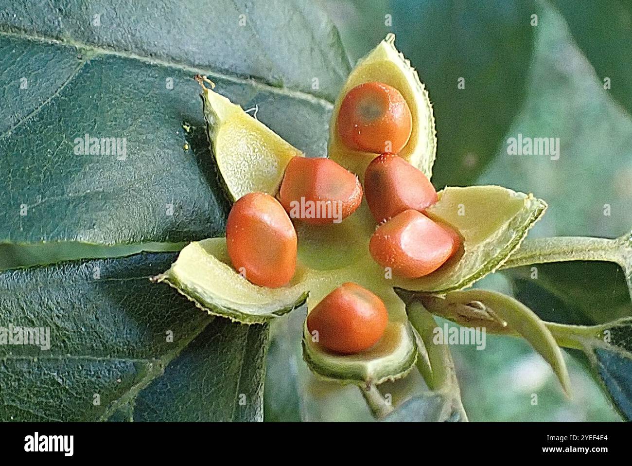 Wild Peach (Kiggelaria africana Stock Photo - Alamy