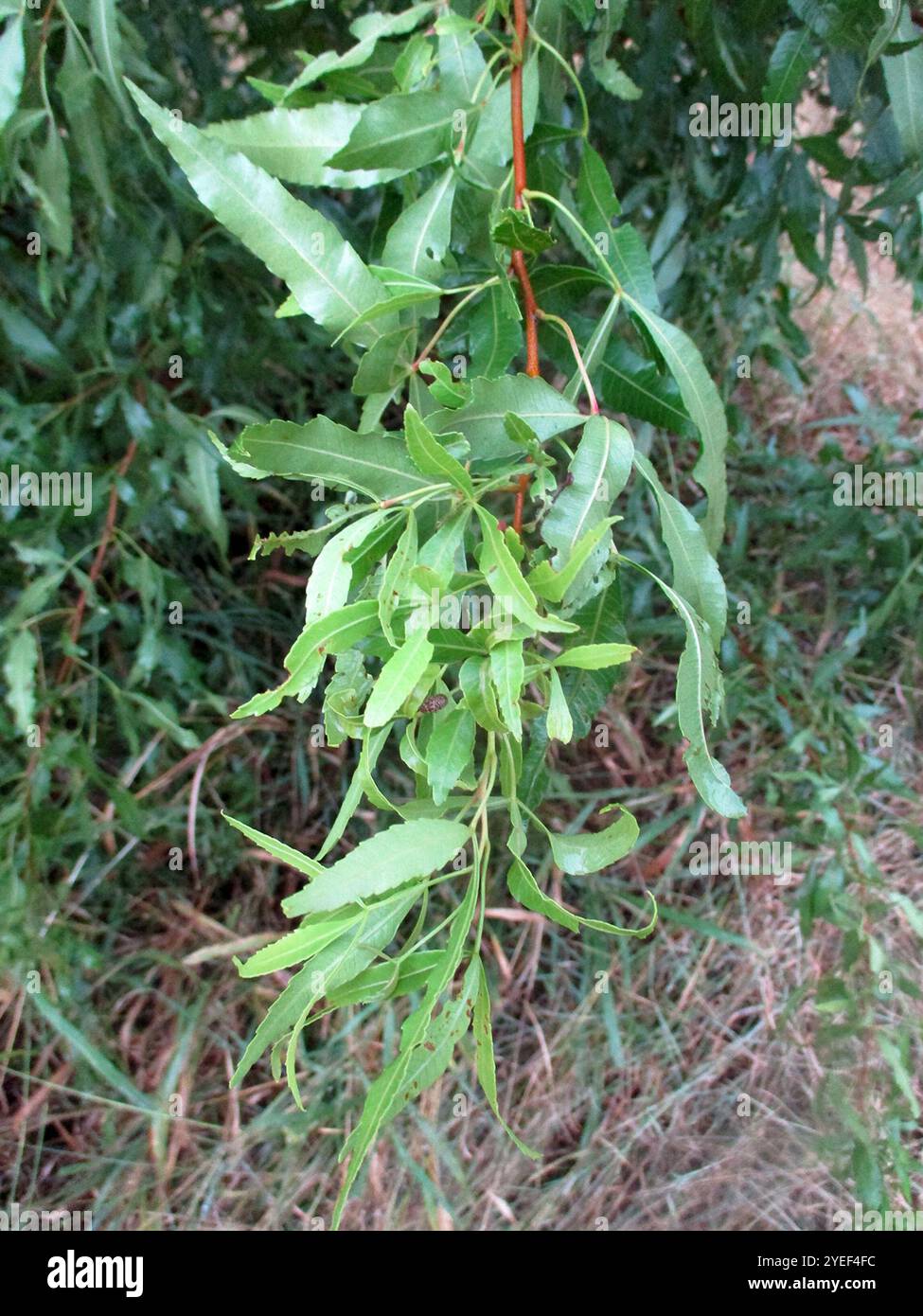 Mountain Karree (Searsia leptodictya Stock Photo - Alamy