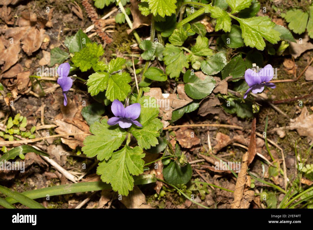 common dog-violet (Viola riviniana Stock Photo - Alamy