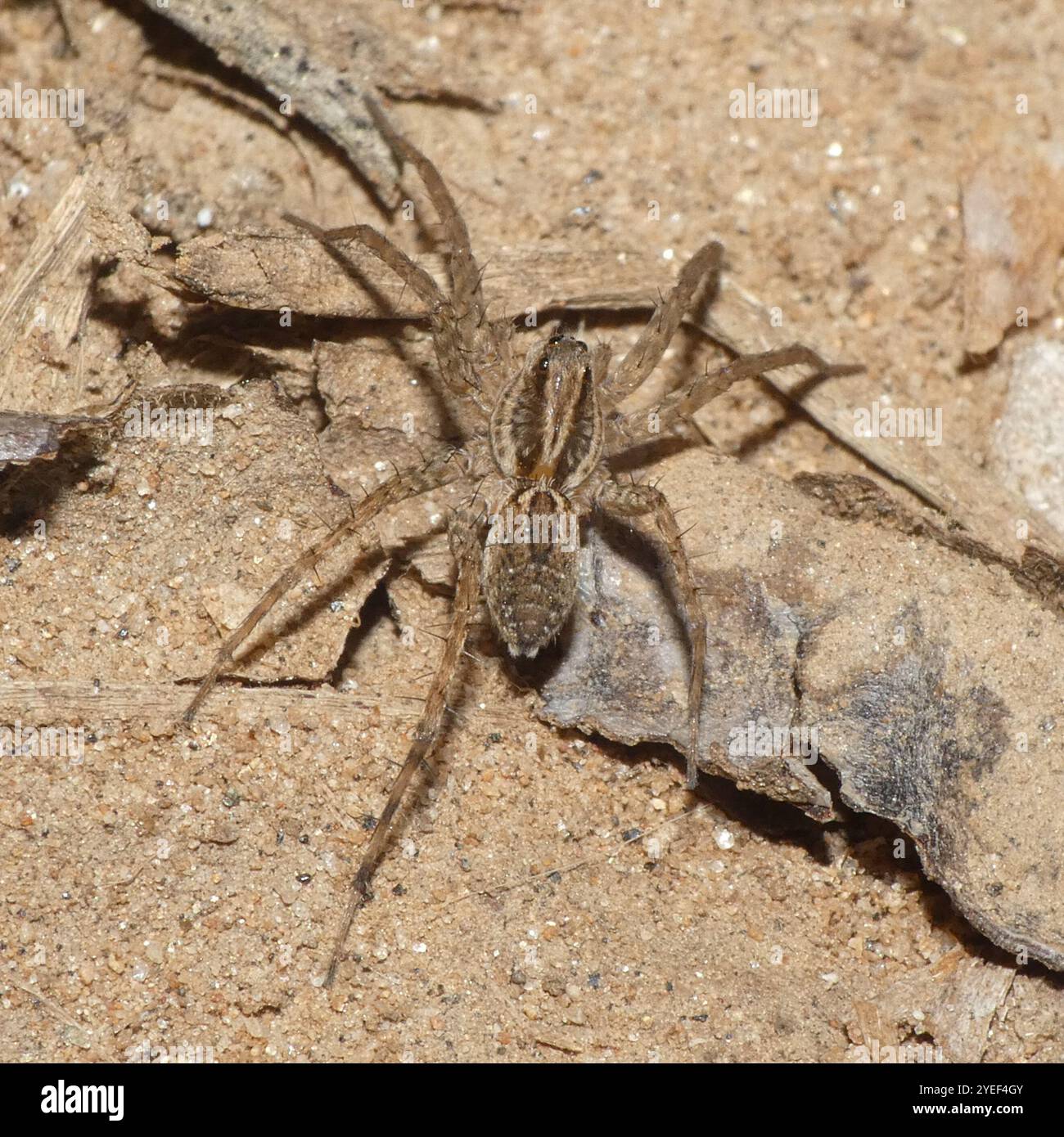 Wolf Spiders (Lycosidae Stock Photo - Alamy
