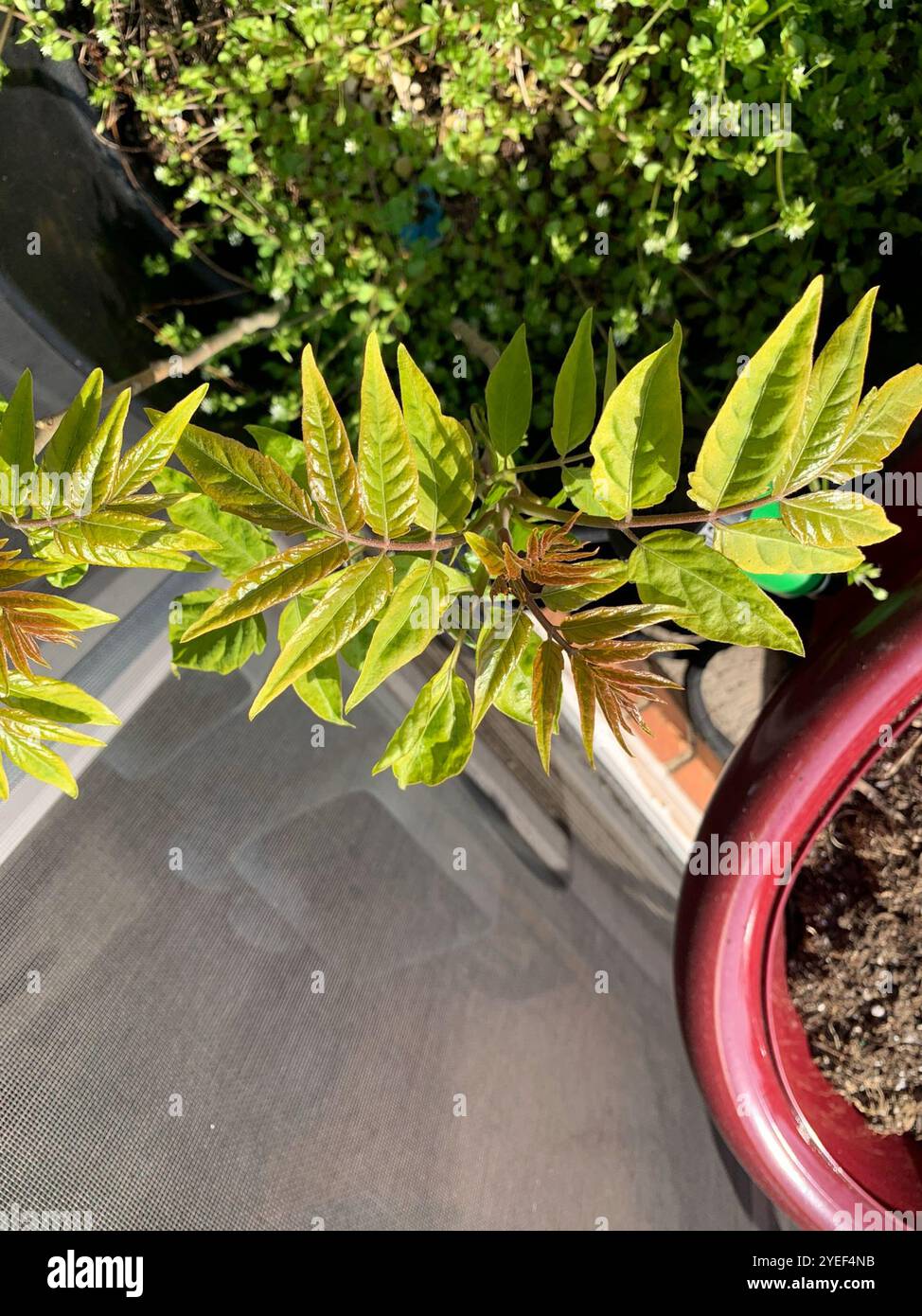 tree-of-heaven (Ailanthus altissima Stock Photo - Alamy