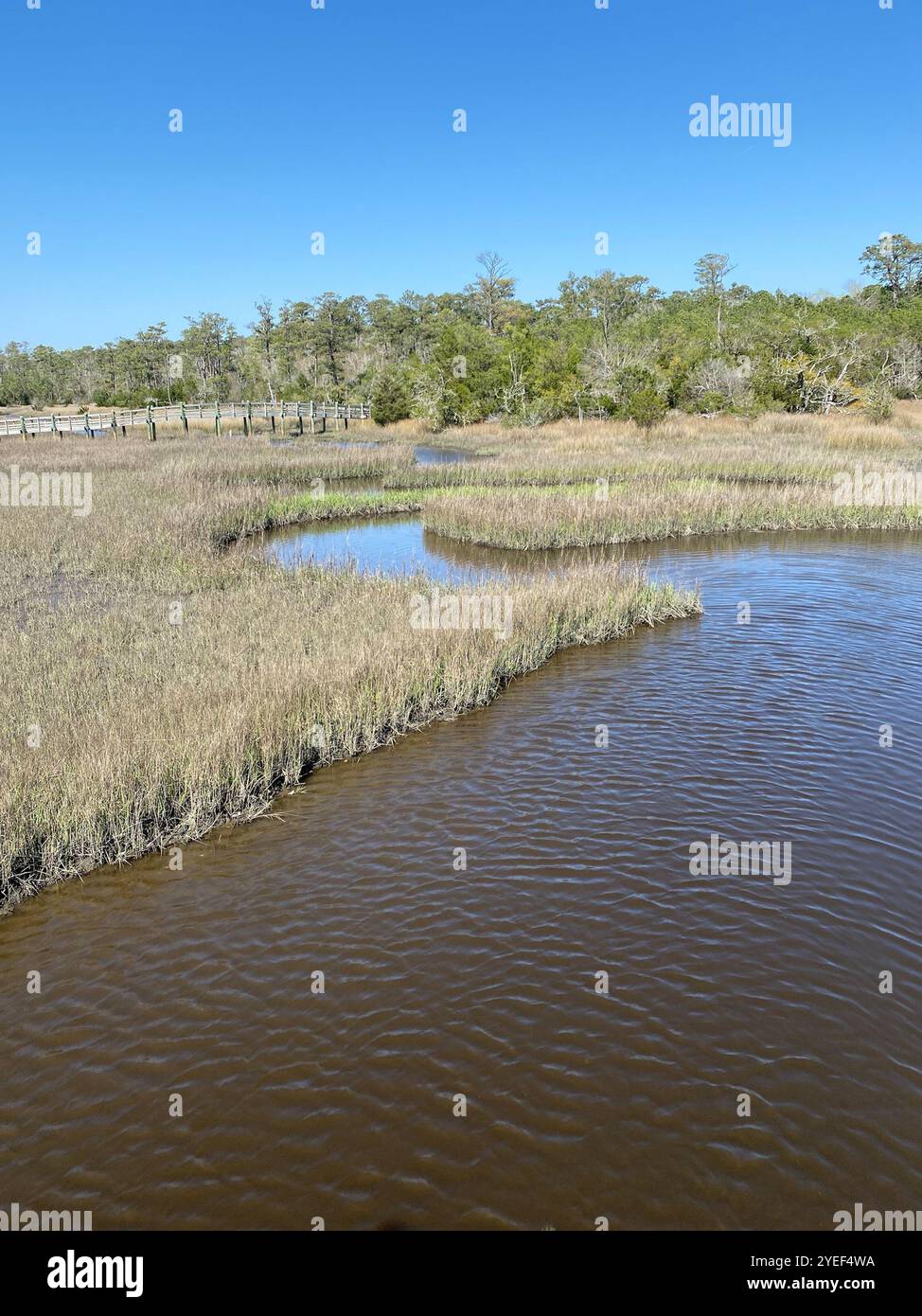 Saltmarsh Cordgrass (Sporobolus alterniflorus Stock Photo - Alamy
