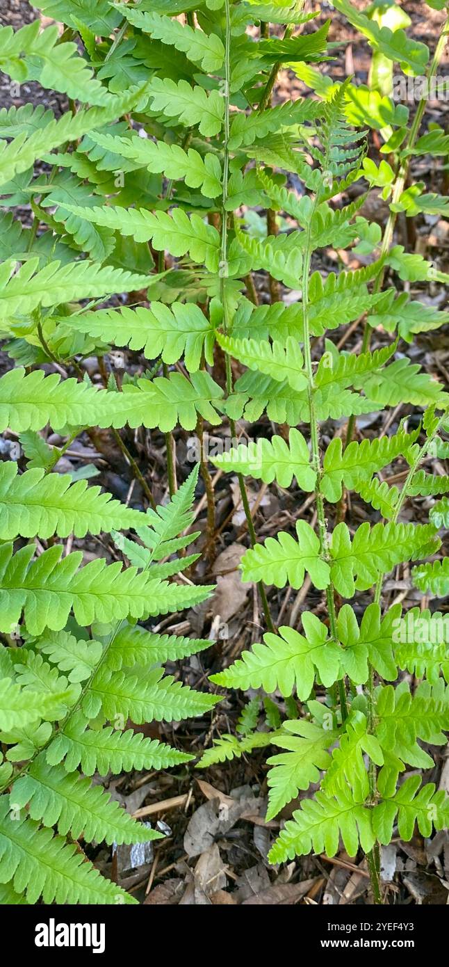 southern wood fern (Dryopteris ludoviciana Stock Photo - Alamy
