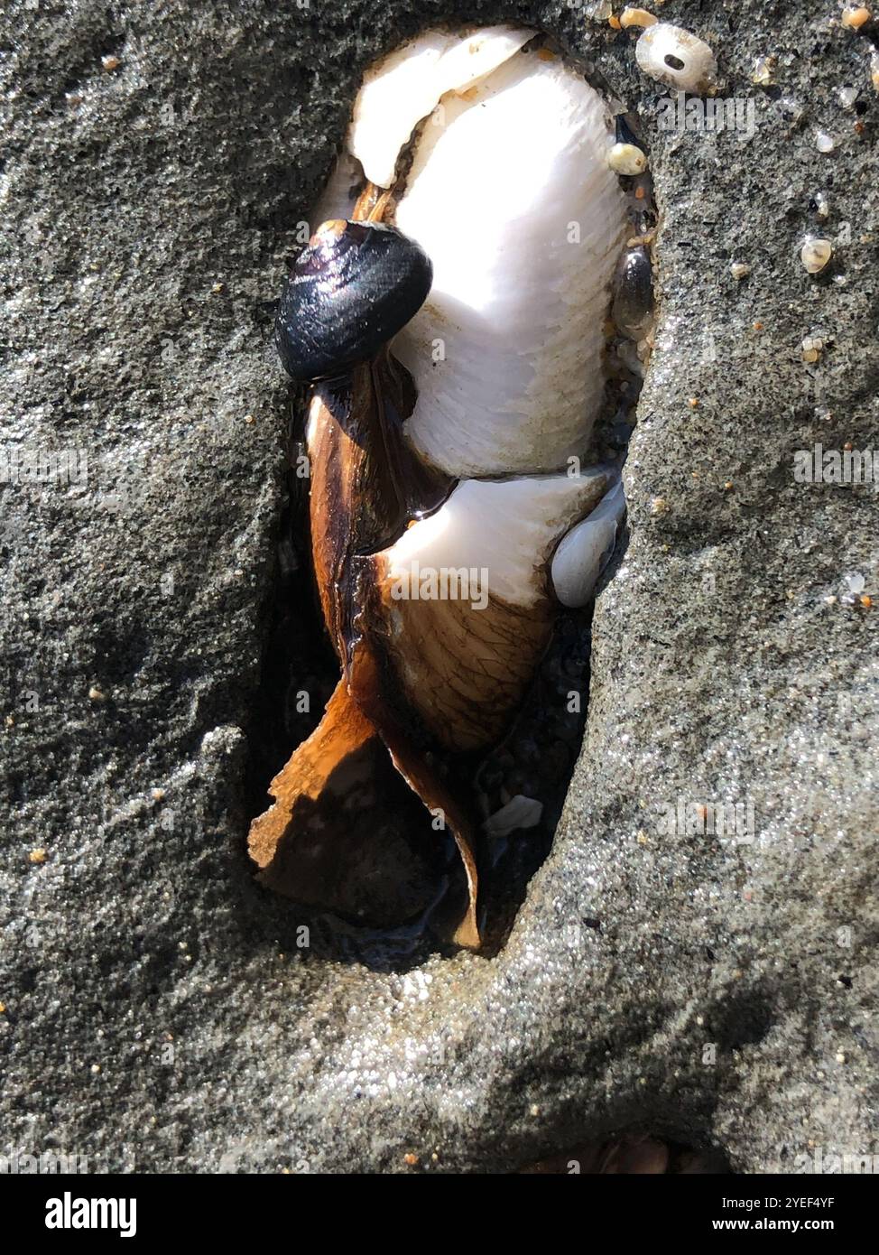 Penitella penita hi-res stock photography and images - Alamy