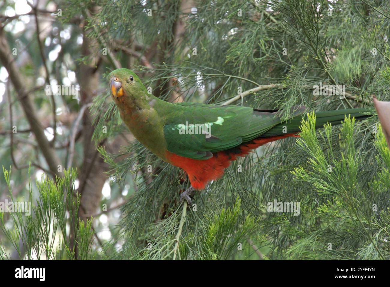 Australian King Parrot (Alisterus scapularis Stock Photo - Alamy