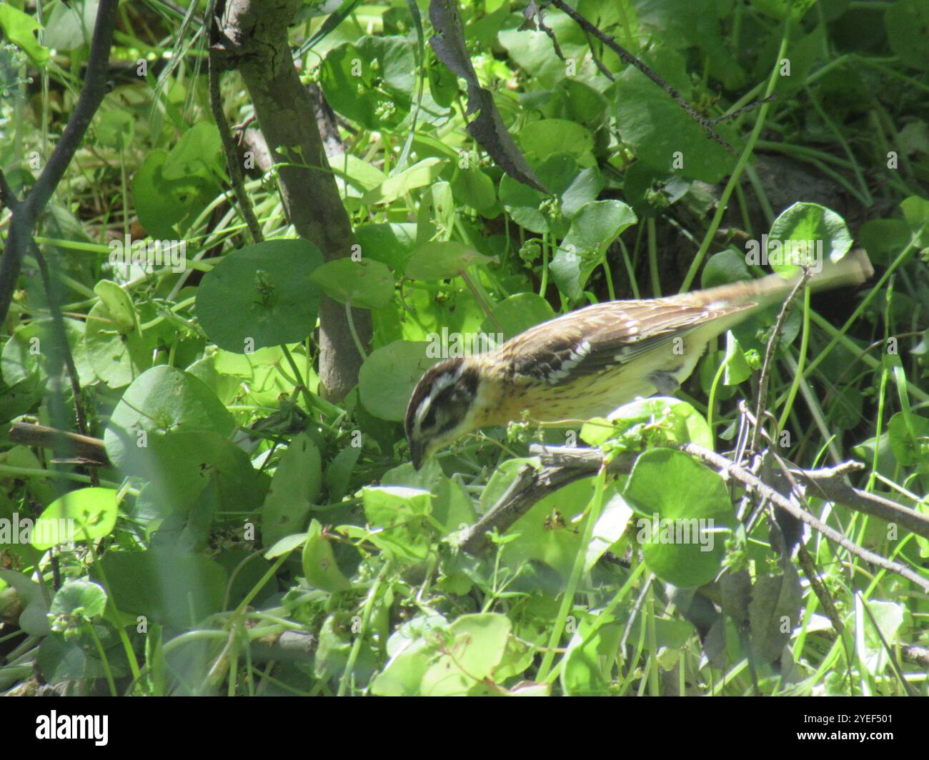 Black-headed Grosbeak (Pheucticus melanocephalus Stock Photo - Alamy