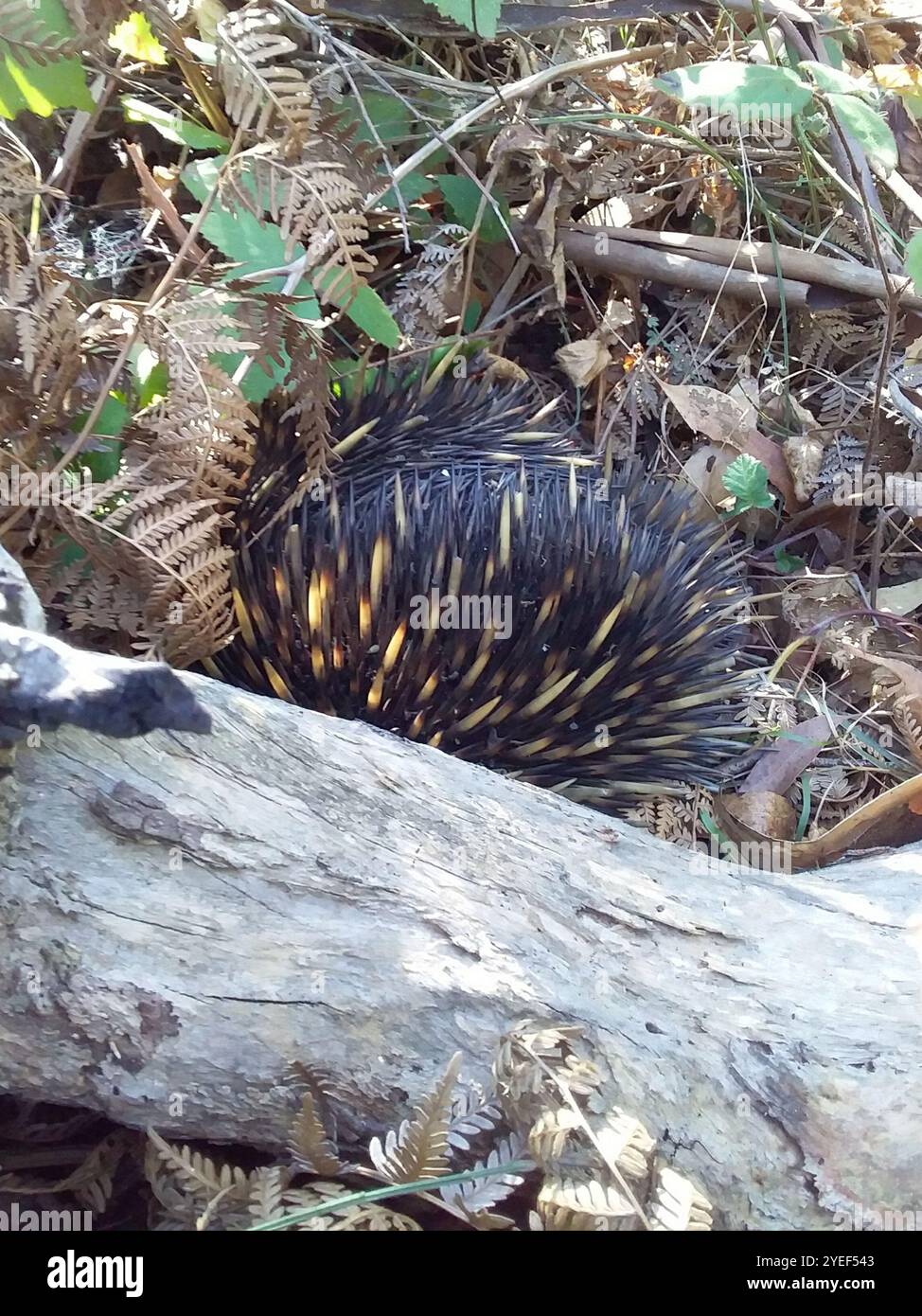 Eastern Short-beaked Echidna (Tachyglossus aculeatus aculeatus Stock ...