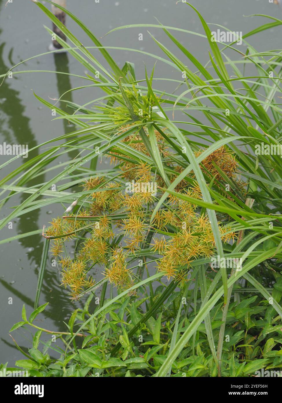 Fragrant flatsedge (Cyperus odoratus Stock Photo - Alamy