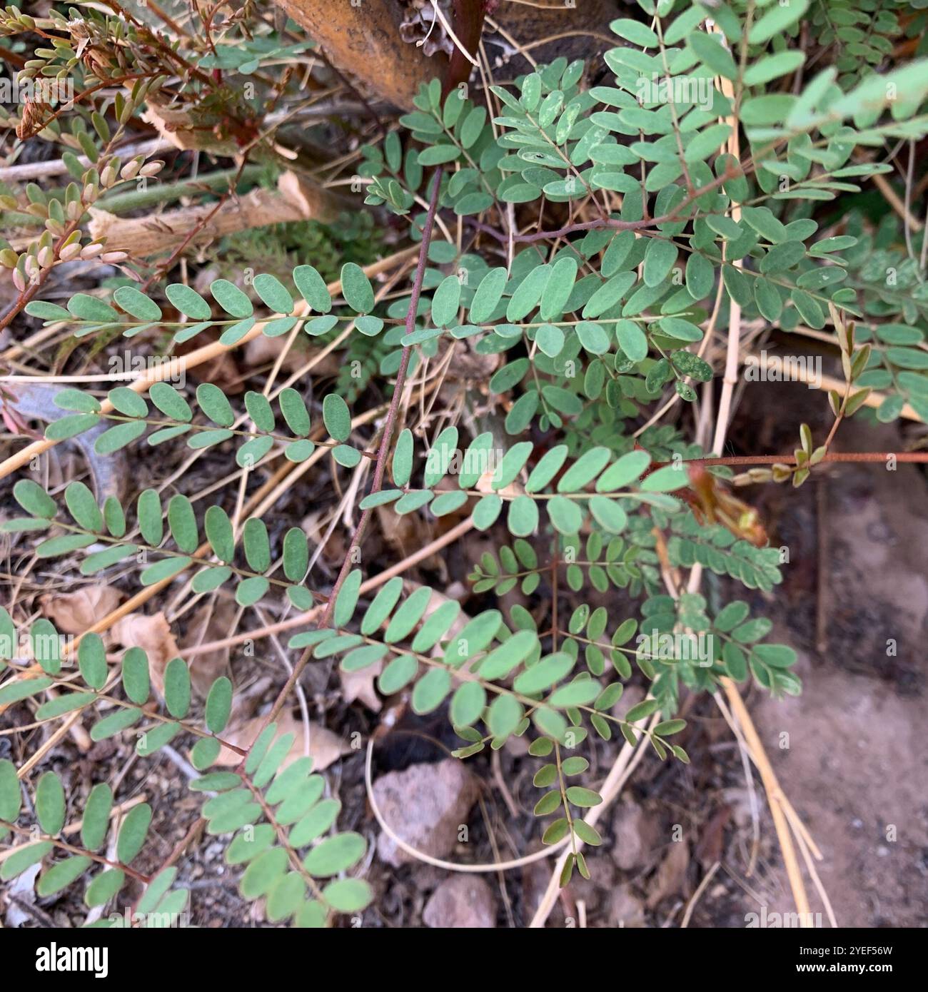 New Mexico locust (Robinia neomexicana Stock Photo - Alamy
