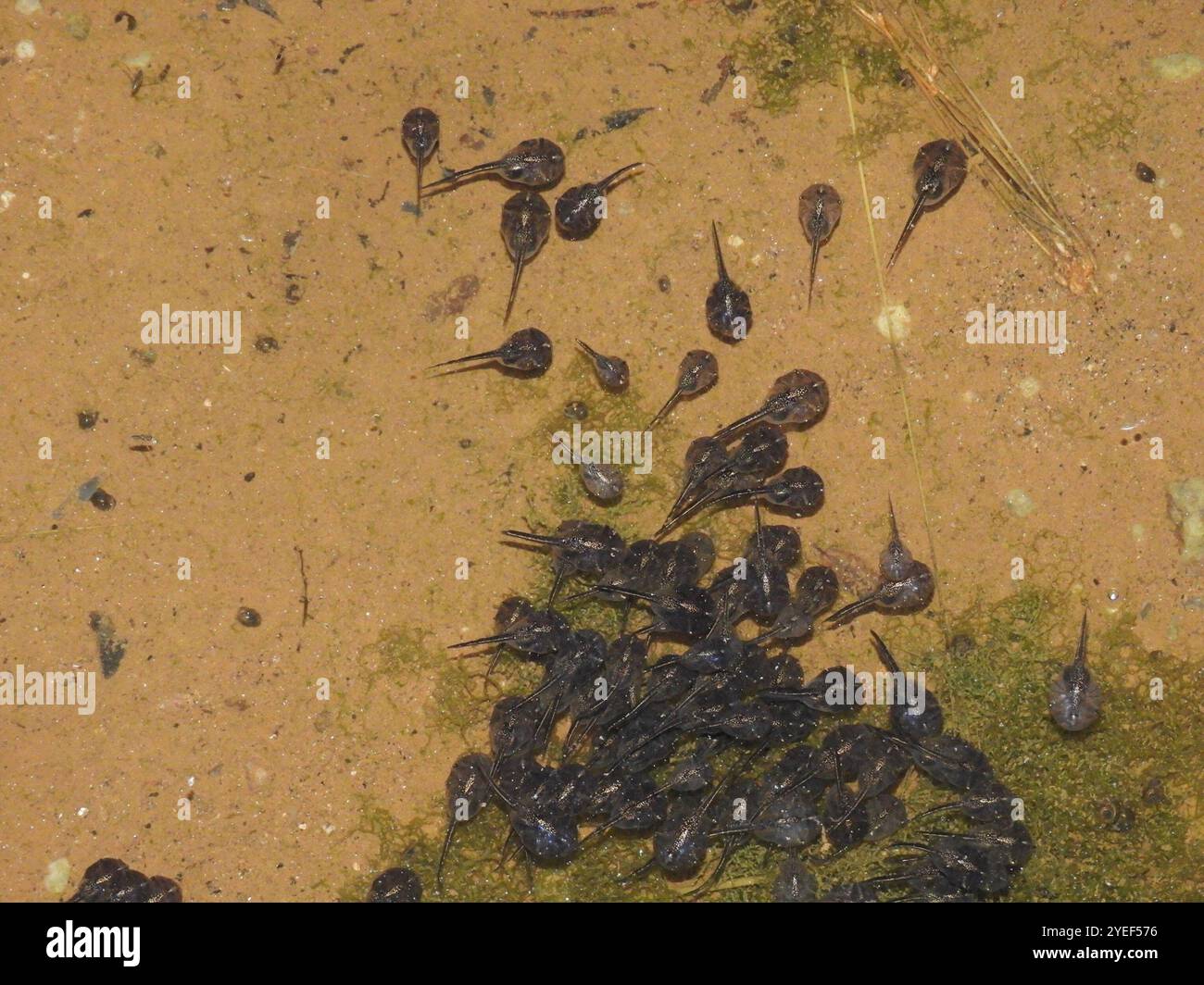 Marbled rubber frog (Phrynomantis annectens Stock Photo - Alamy