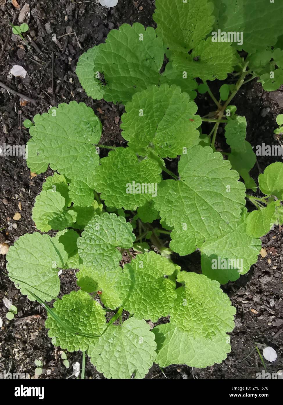 mint family (Lamiaceae Stock Photo - Alamy