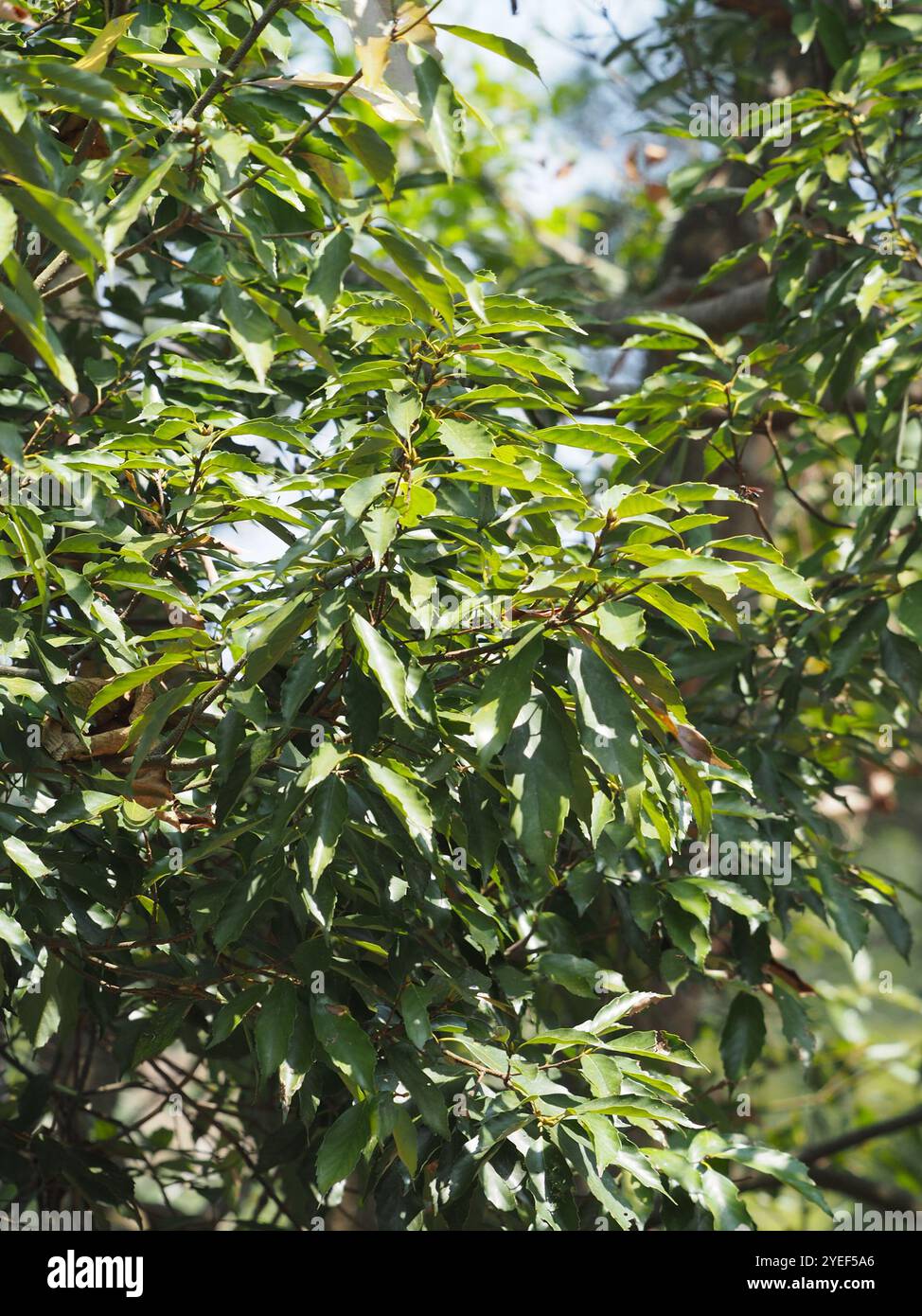 ring-cupped oak (Quercus glauca Stock Photo - Alamy