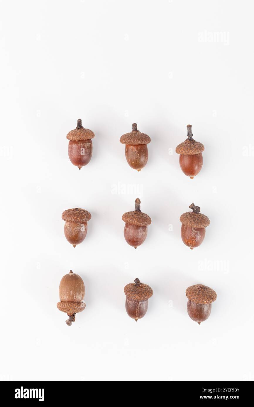 nine whole acorns with caps are arranged in a 3x3 grid on a white background. top view, image of ...