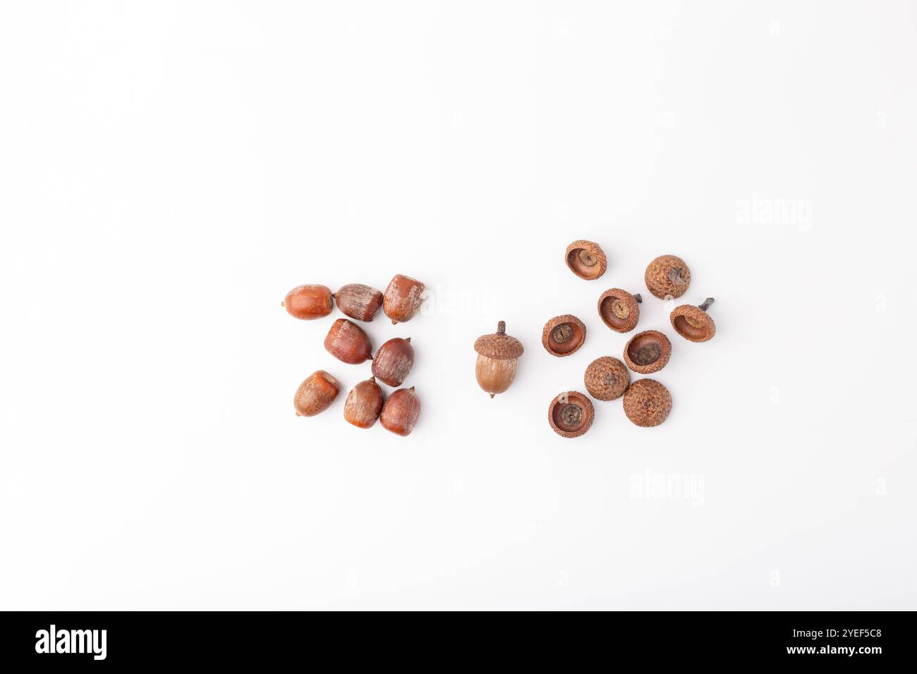 collection of raw acorns and its caps, oak nuts on white background ...