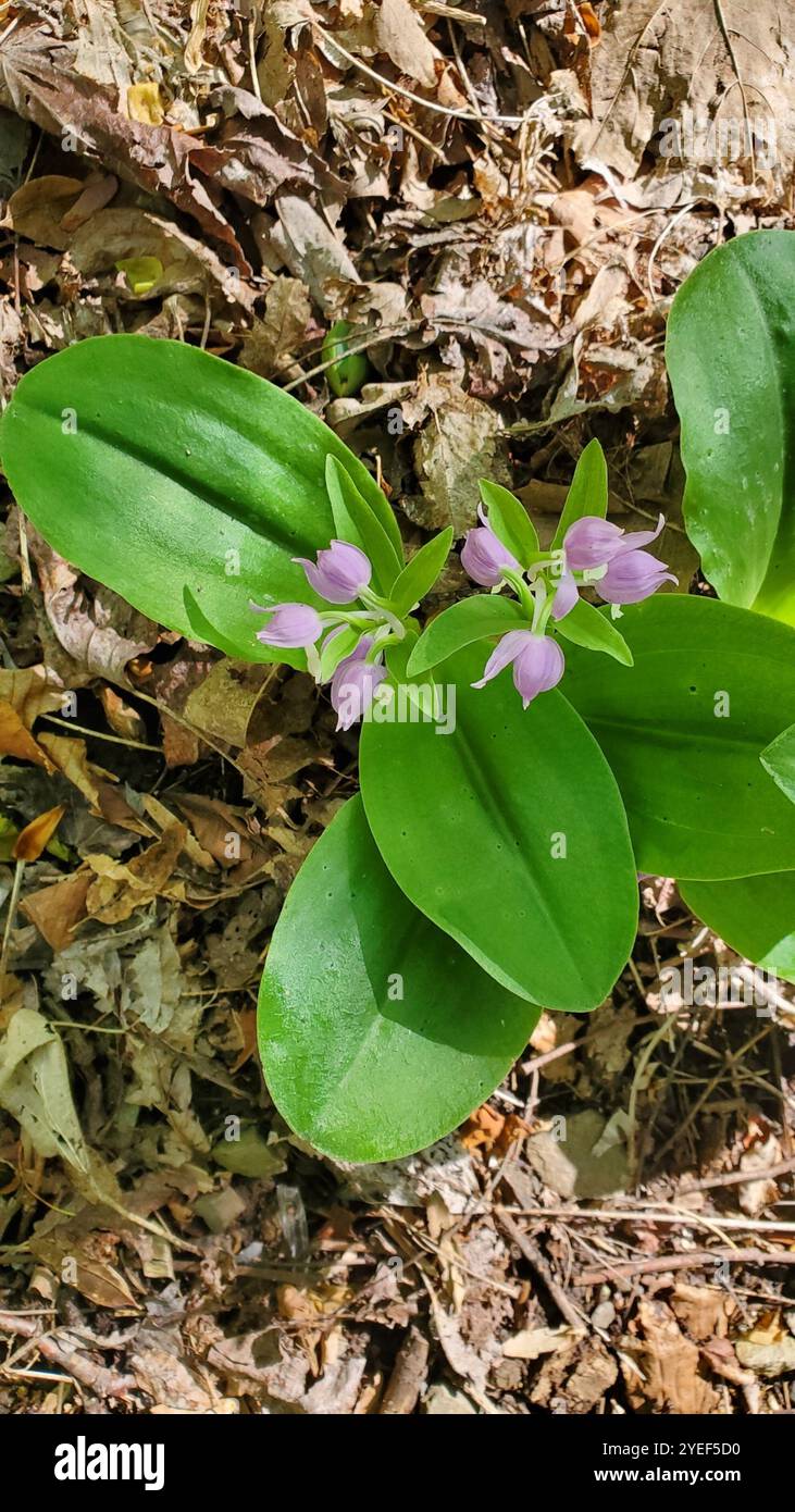 showy orchis (Galearis spectabilis Stock Photo - Alamy
