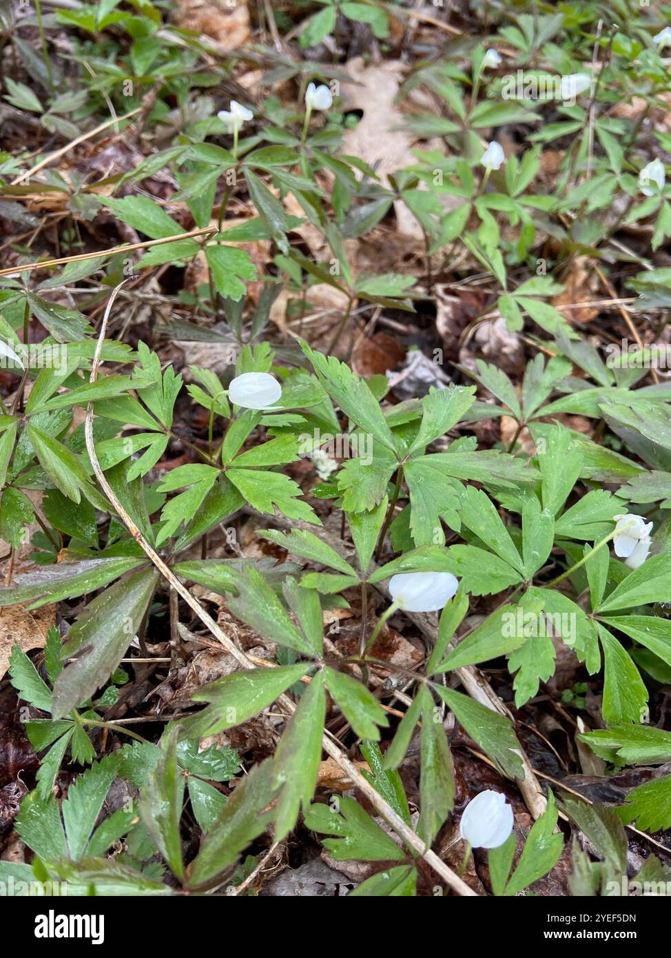 wood anemone (Anemonoides quinquefolia Stock Photo - Alamy