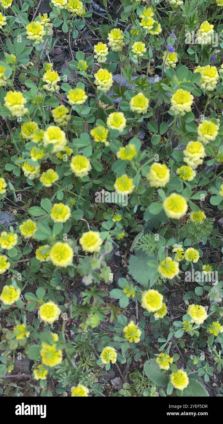 hop trefoil (Trifolium campestre Stock Photo - Alamy
