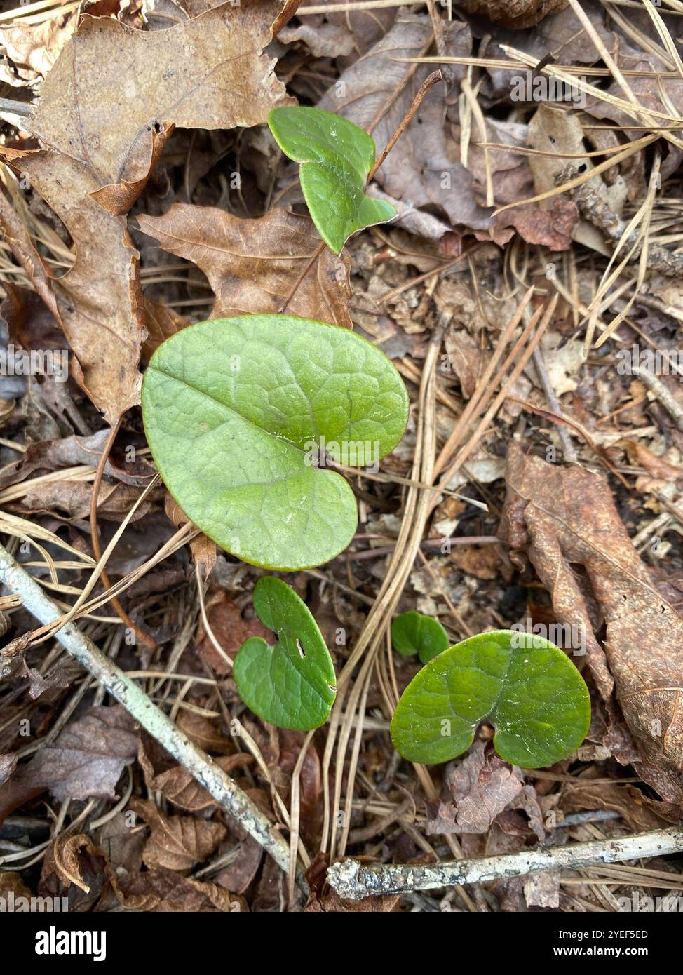 French Broad heartleaf (Hexastylis rhombiformis Stock Photo - Alamy