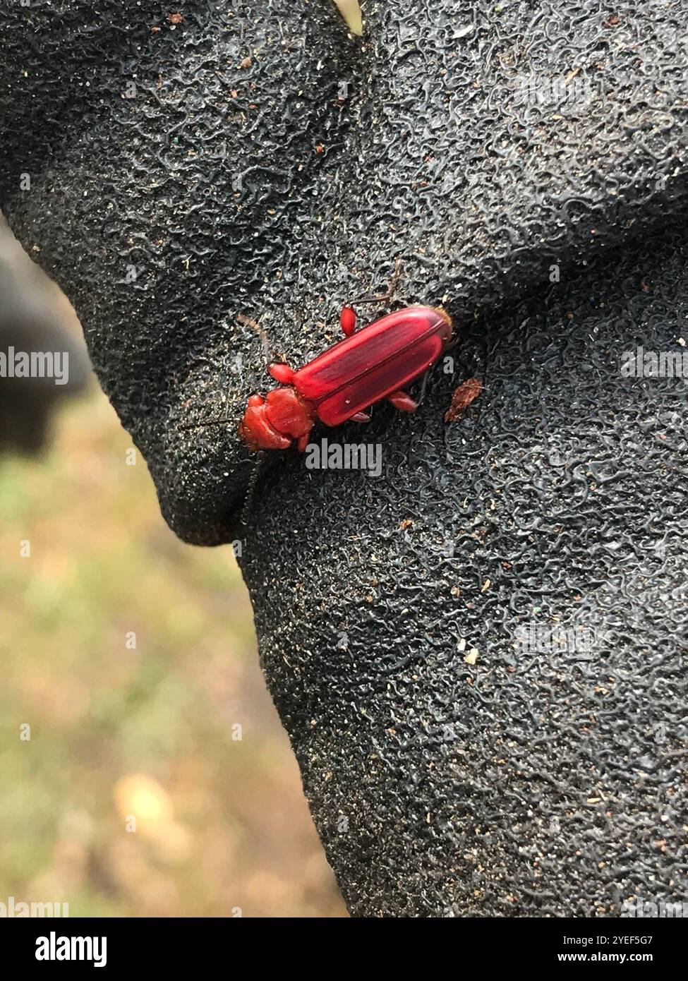 Red Flat Bark Beetle (Cucujus clavipes Stock Photo - Alamy