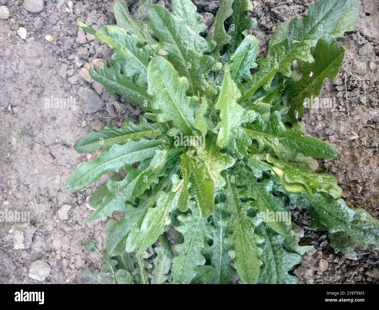 Common Cat's-ear (Hypochaeris radicata Stock Photo - Alamy