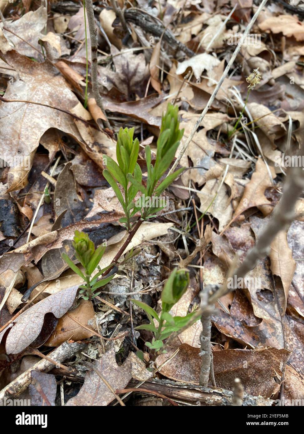 bastard toadflax (Comandra umbellata Stock Photo - Alamy