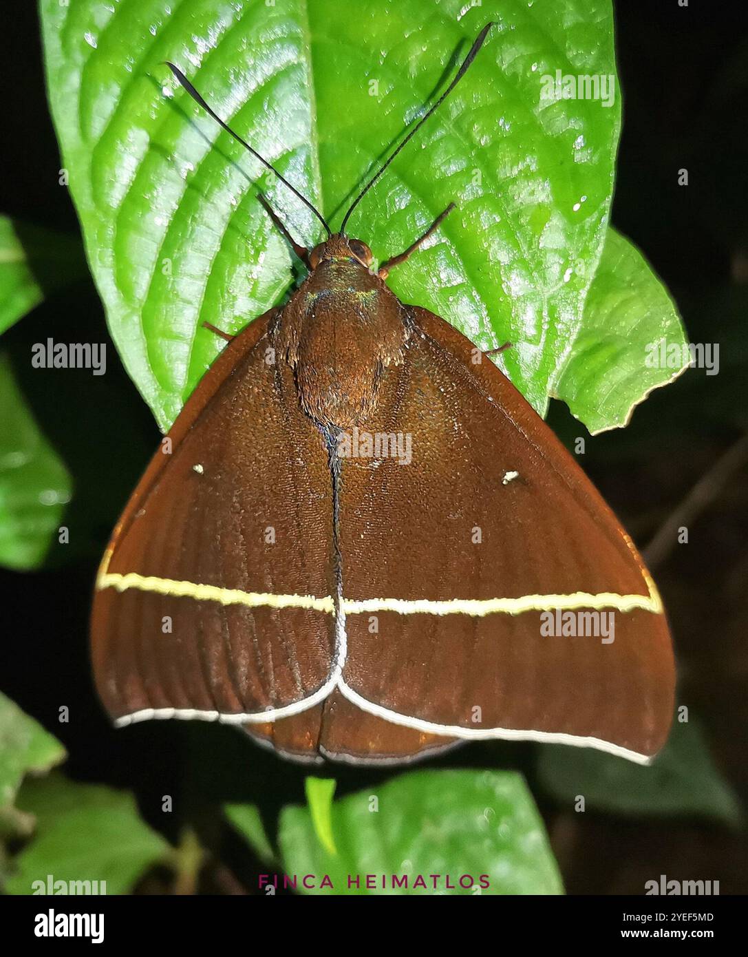 Amauta hi-res stock photography and images - Alamy