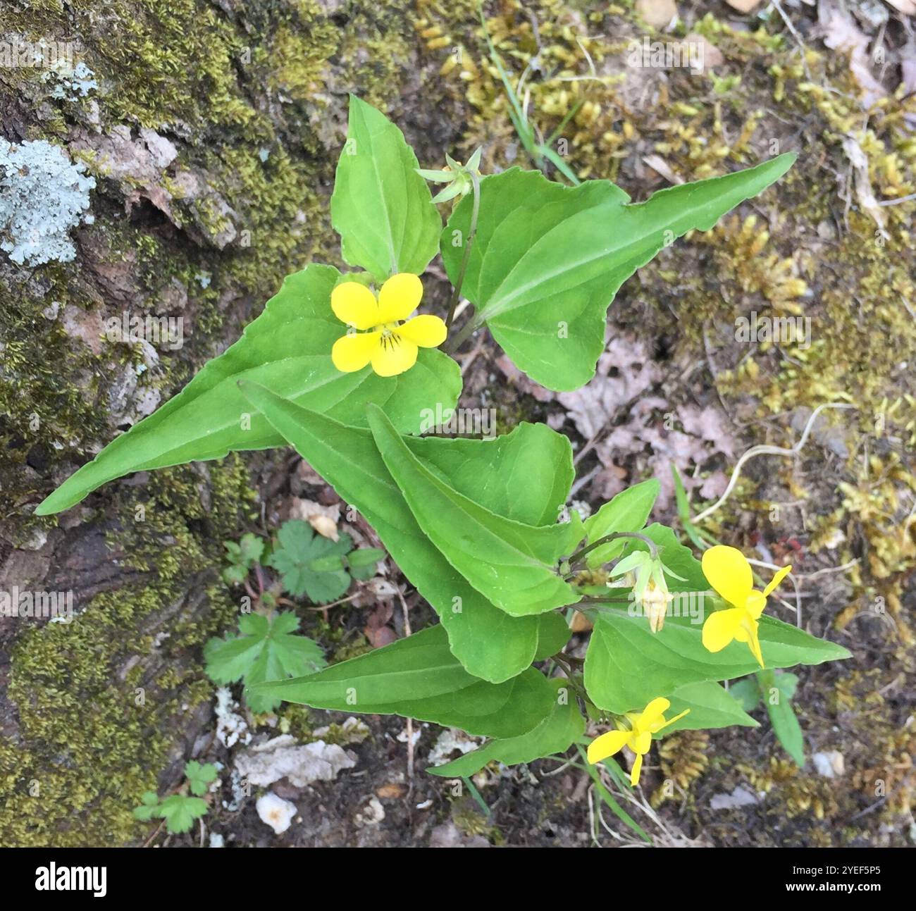 Halberd-leaved violet (Viola hastata Stock Photo - Alamy
